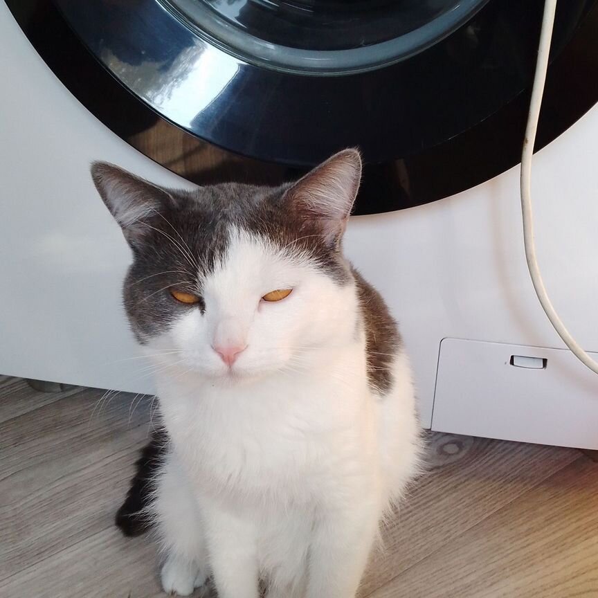 Кот Пятнаша