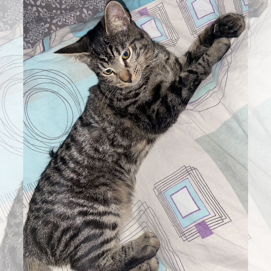 Алтайский котёнок