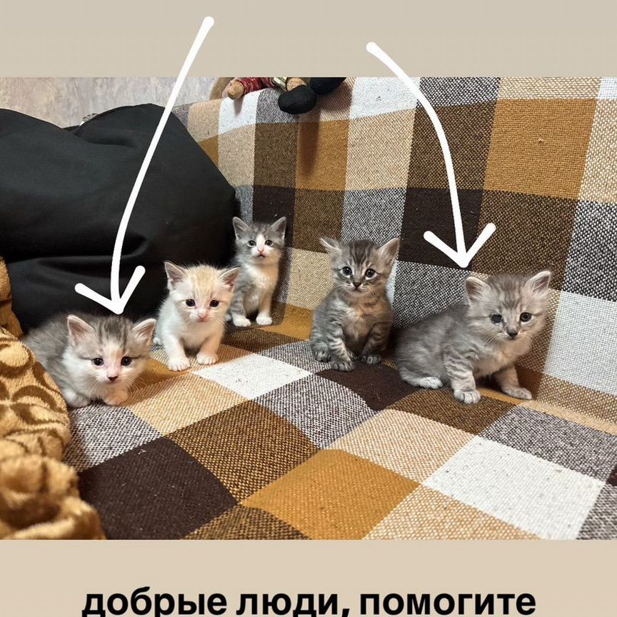 Котята