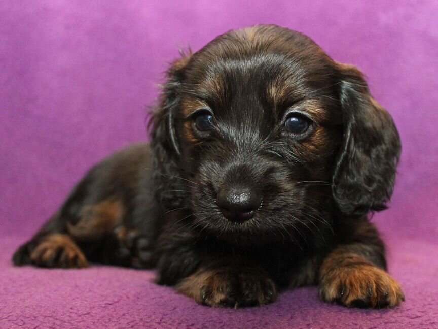 Такса кроличья длинношерстная. Девочка. РКФ