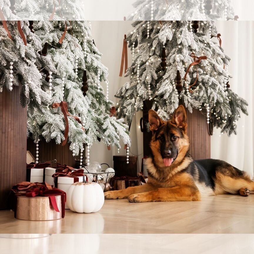 Немецкая овчарка, щенок