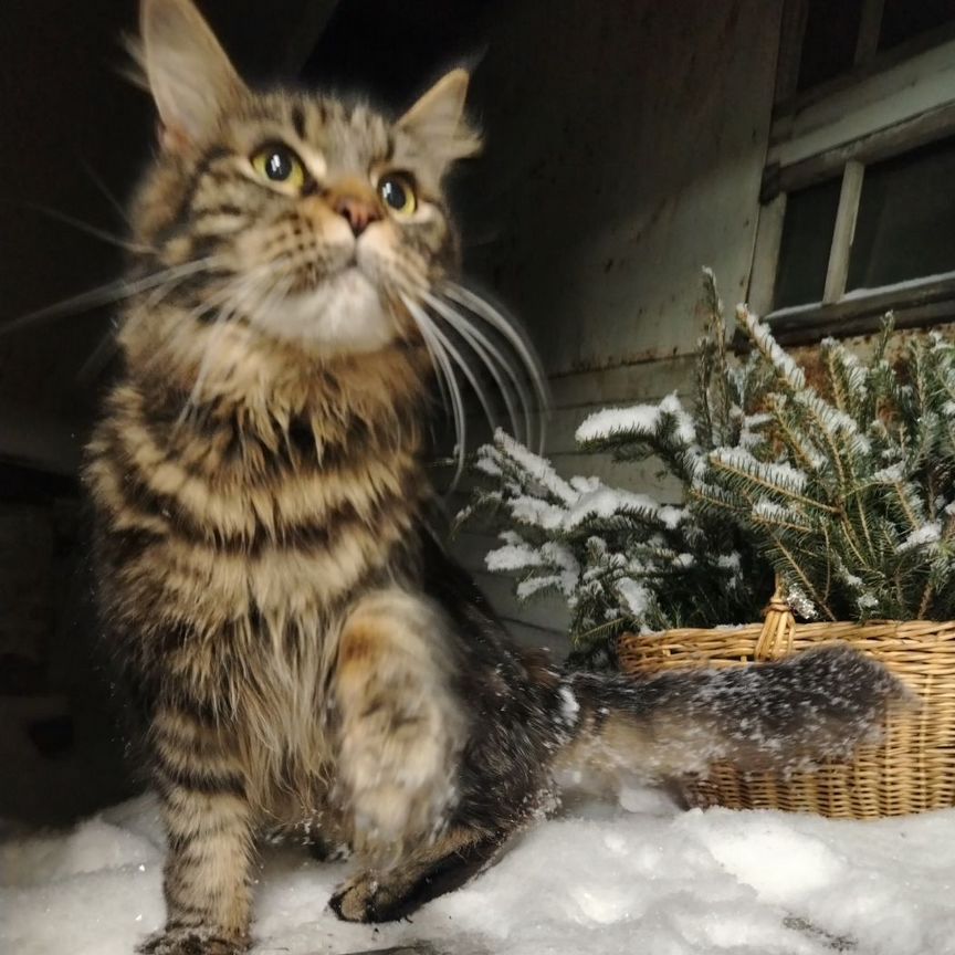 Мейн-кун, взрослая кошка