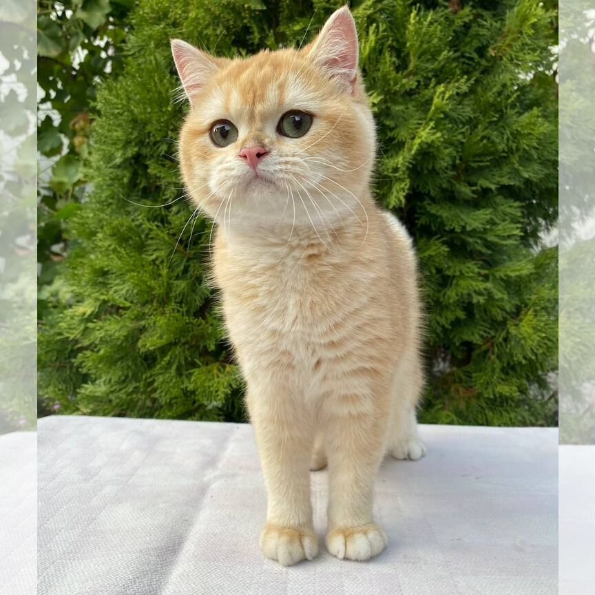 Британская шиншилла