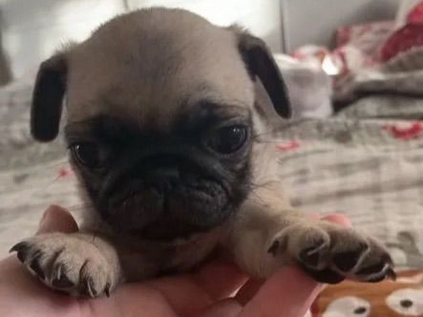 Мопсики щенки