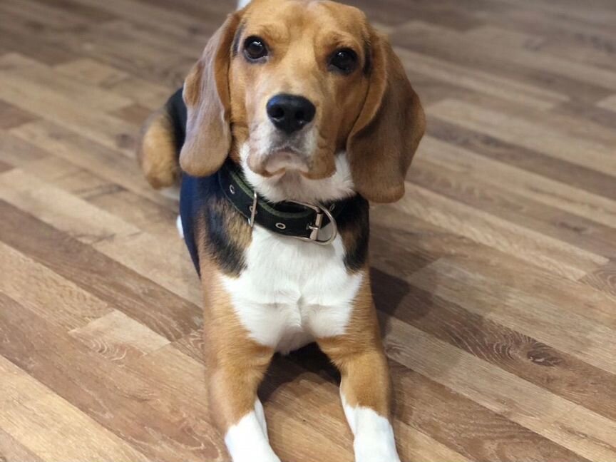 Вязка кобеля бигля