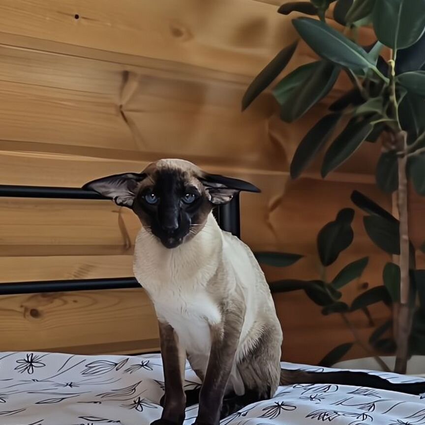 Сиамский, взрослый кот