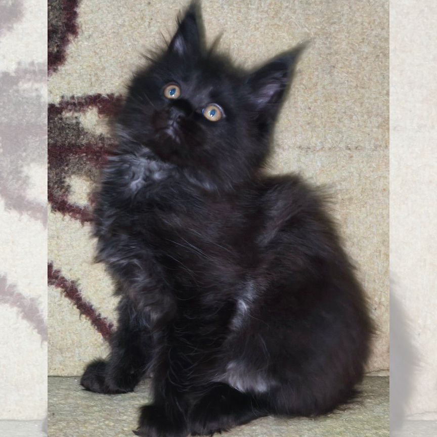 Мейн-кун котёнок