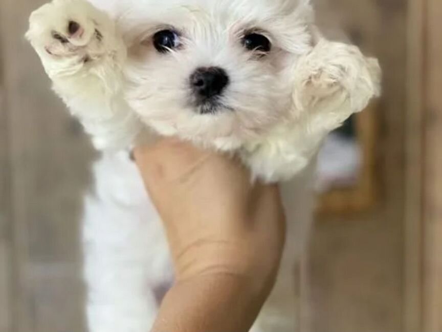 Мальтимпу ф1