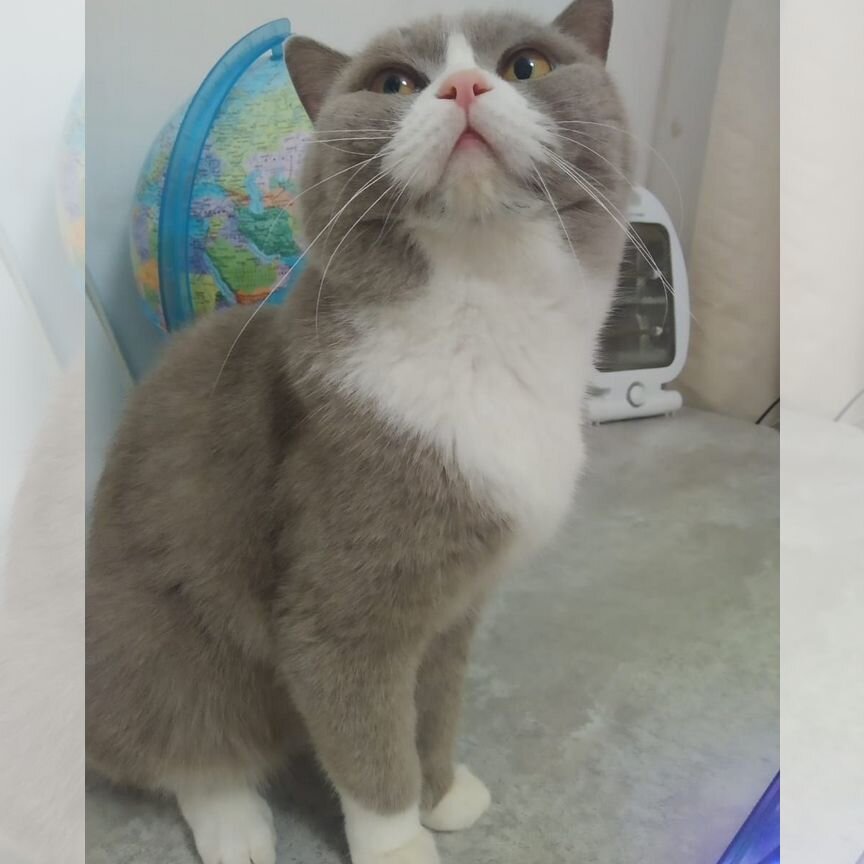 Британский длинношёрстный кот, взрослый