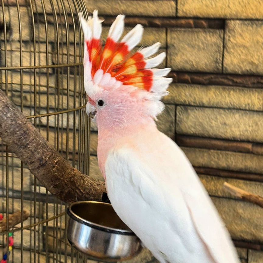 Какаду Инка (ручной выкормыш)