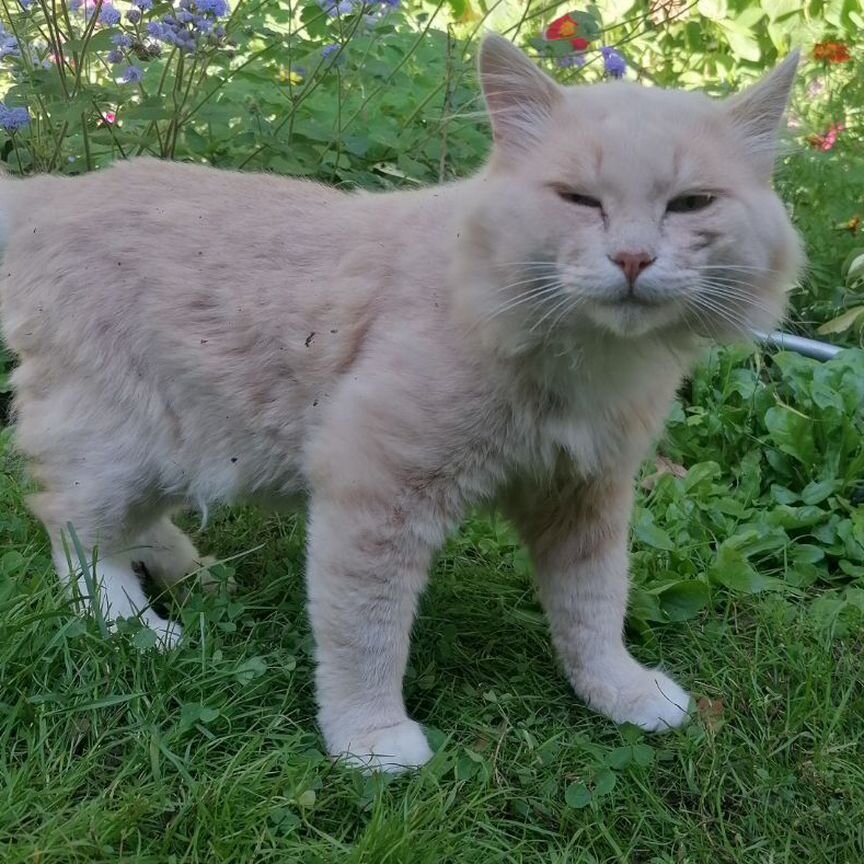 Котик потеряшка