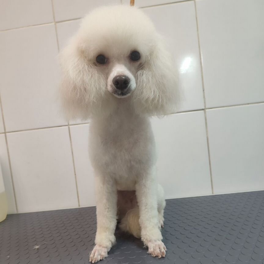 Той-пудель, взрослая собака