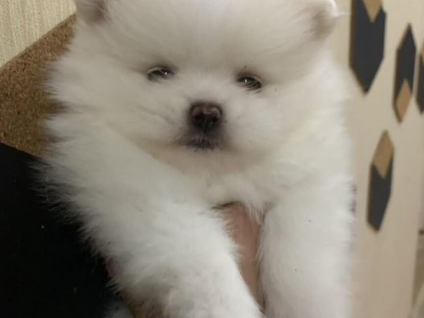 Шпиц мини и микро на ладожку