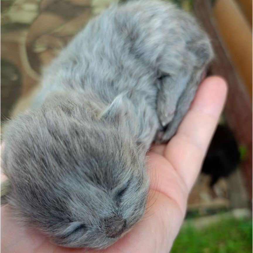 Котенок