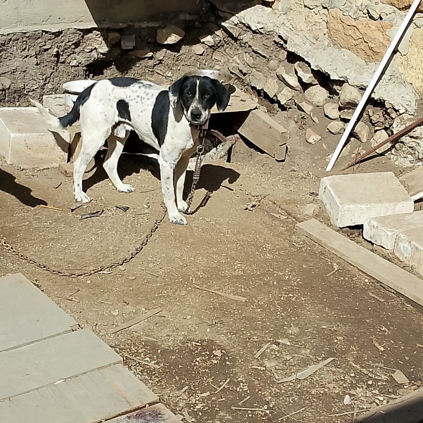 Собака в добрые руки отдам бесплатно