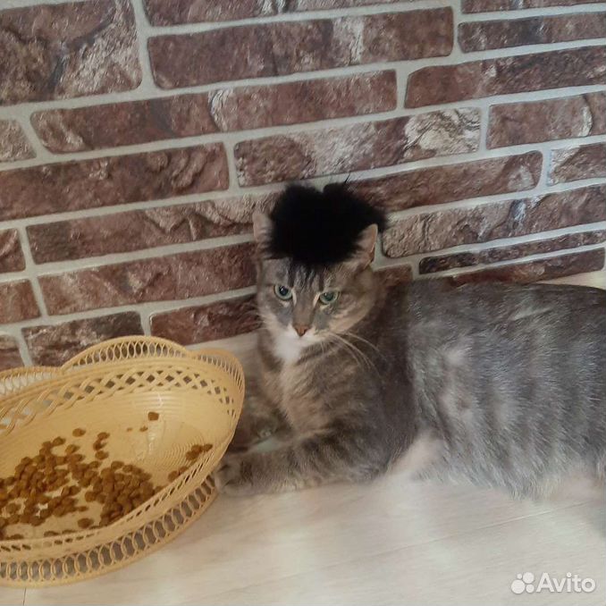 Кошка Анна Каренина