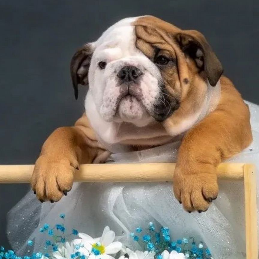 Английский бульдог, щенок