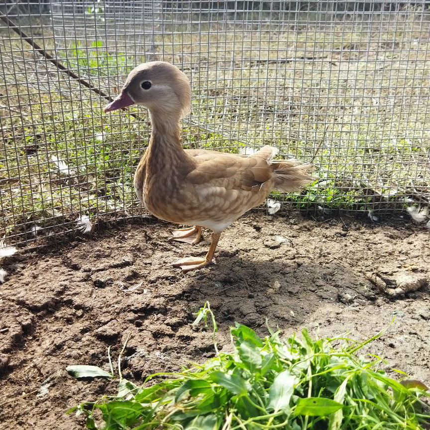 Декоративные утки