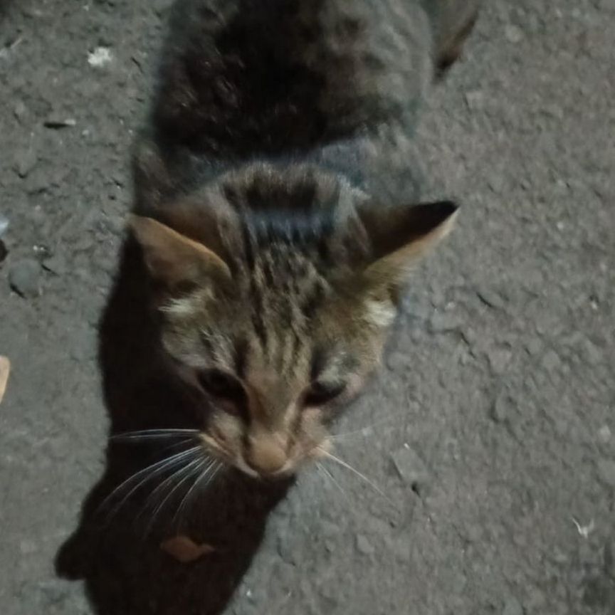Кот, ласковый, умный