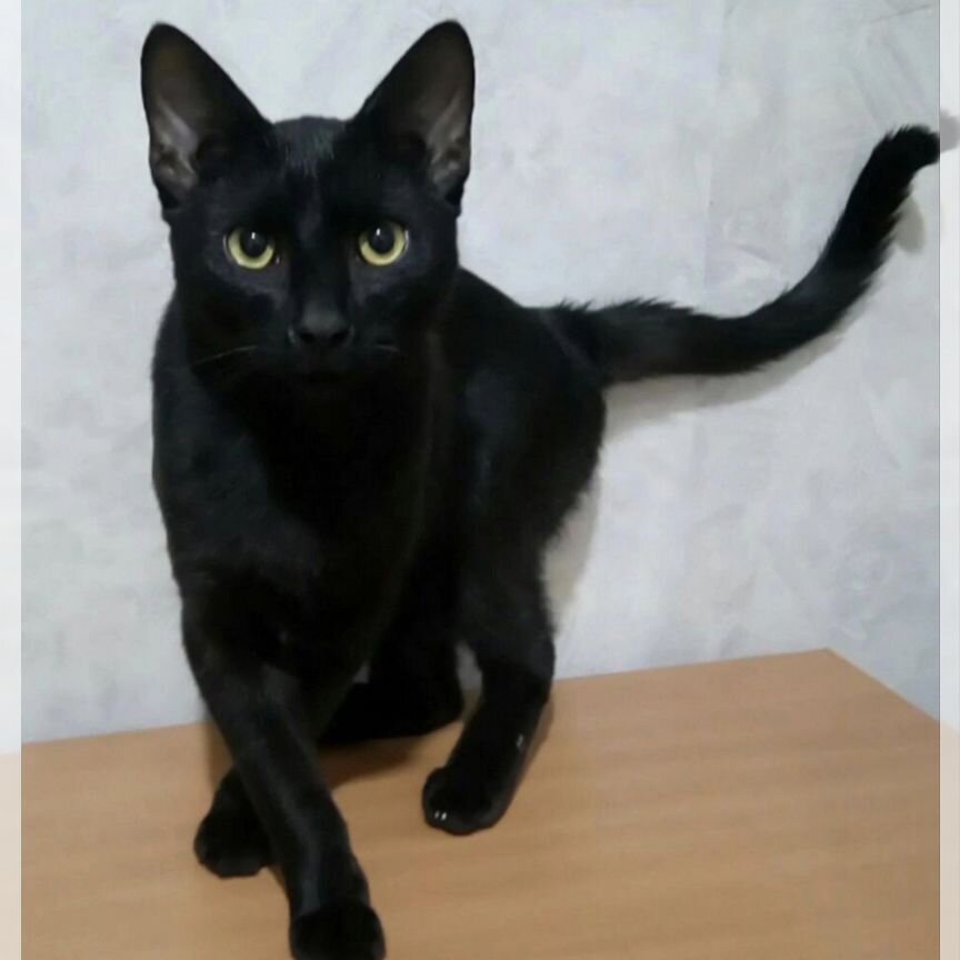 Ориентальный котёнок