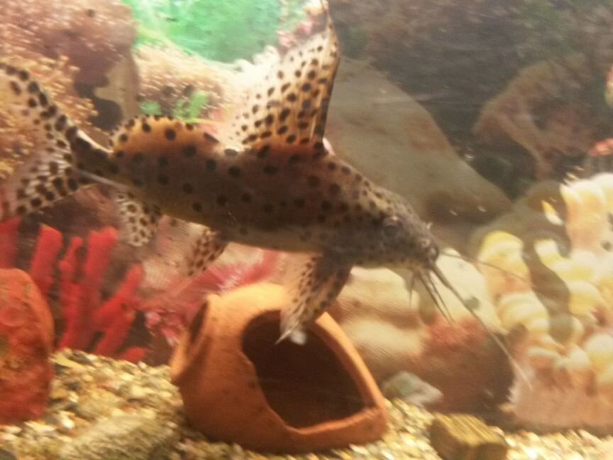 Подарю сомика Синодонтиса (Synodontis)