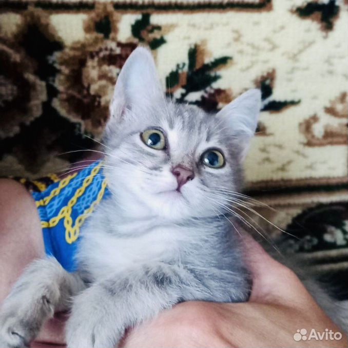 Ласковые домашние котята в дар в добрые руки