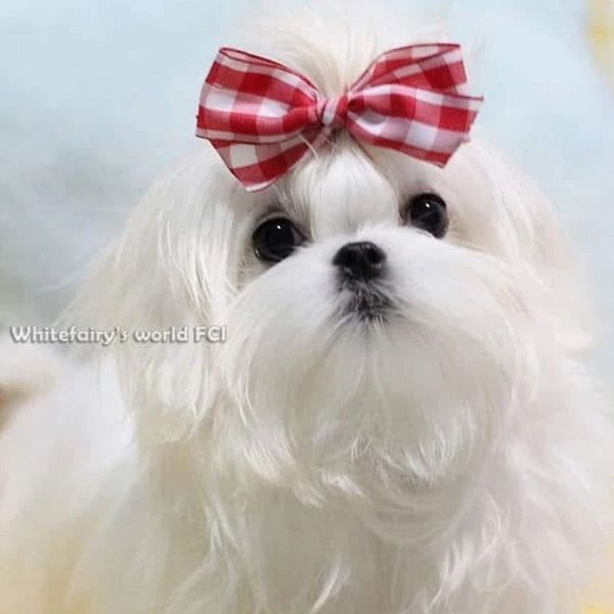 Мальтийская болонка, щенок