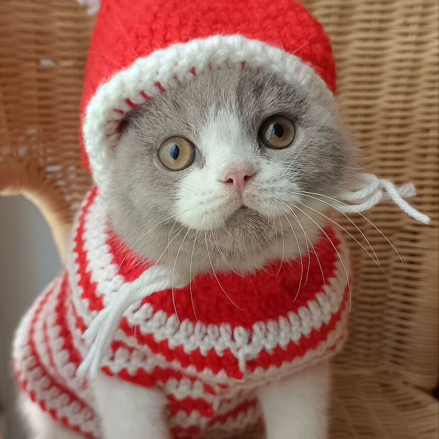 Британский котик из питомника