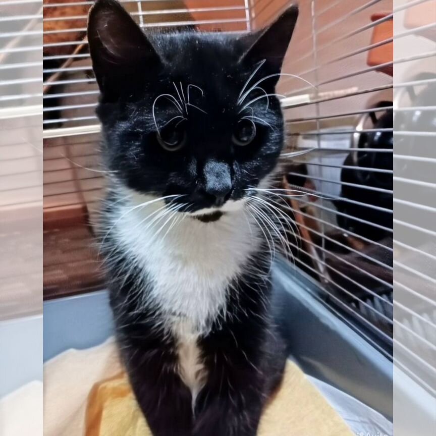 Взрослый кот в добрые руки