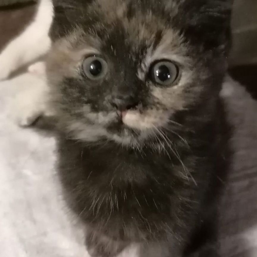 Беспородная