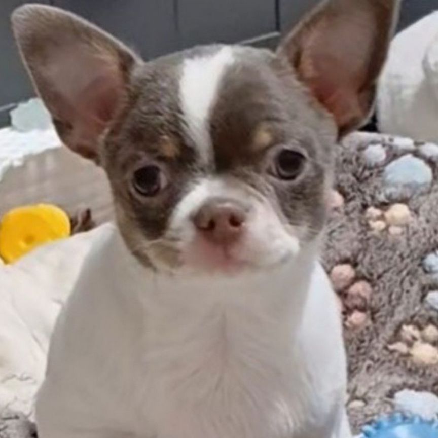 Чихуахуа, щенок