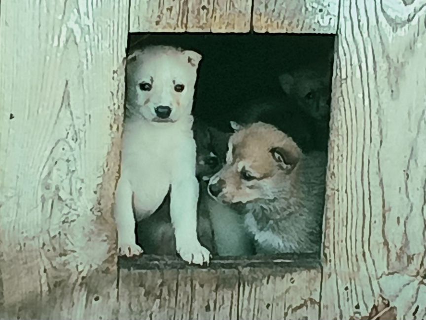 Охотничьи собаки щенки