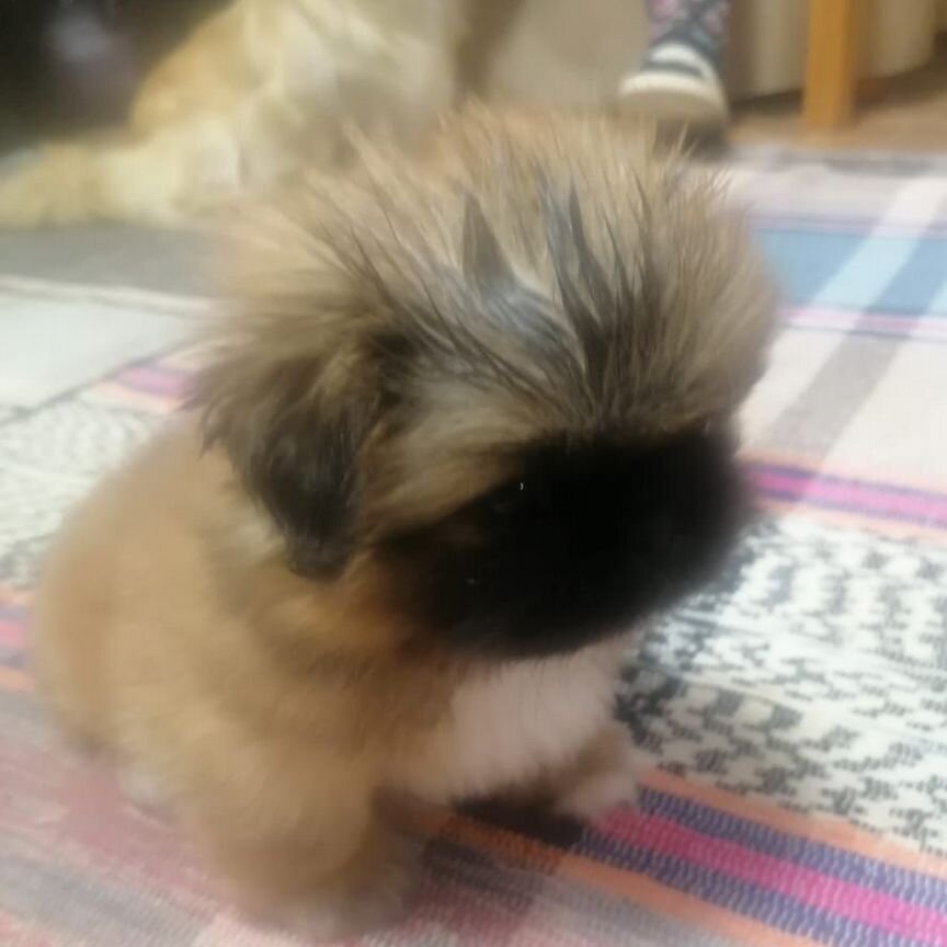 Щенки пекинеса