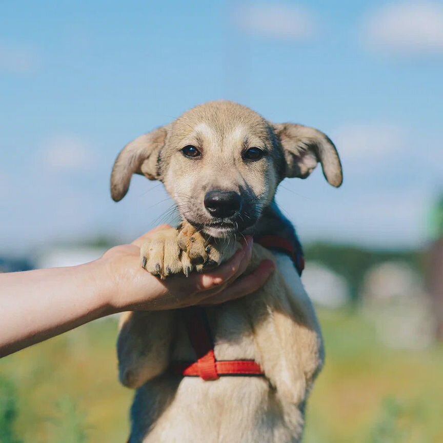 Личи мечтает о семье