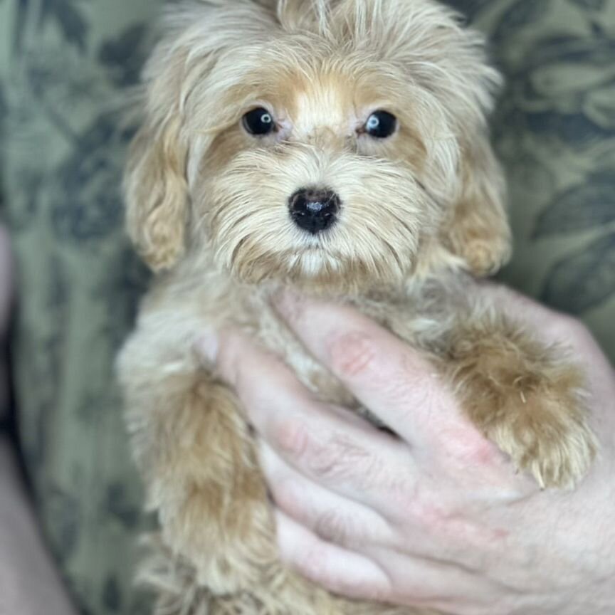 Необыкновенной красоты мальчик мальтипу