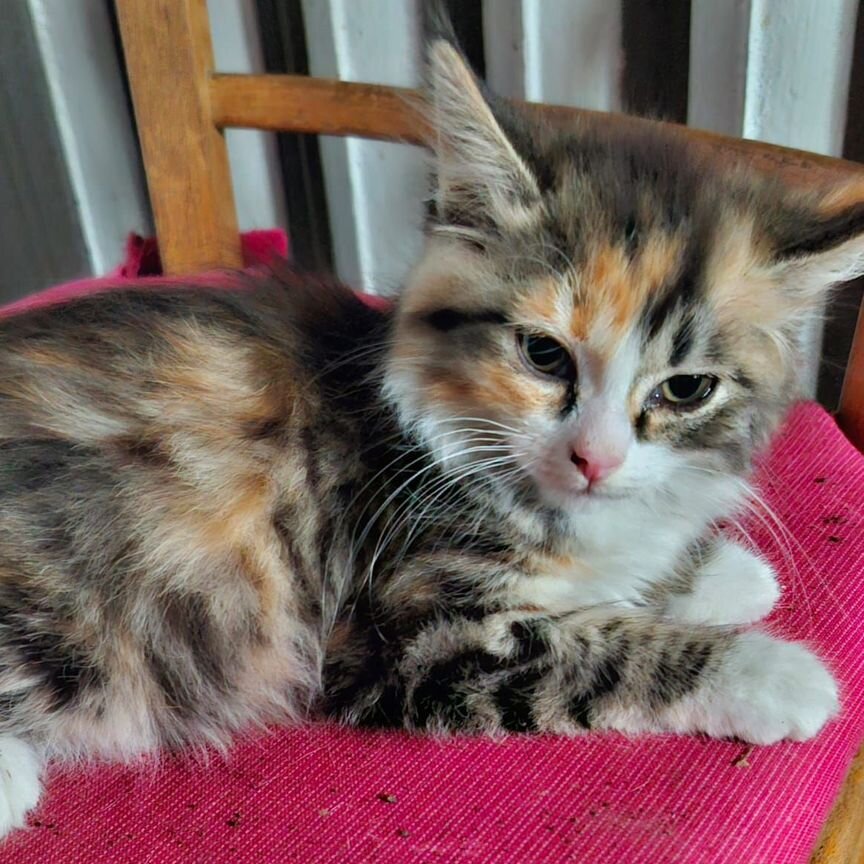 Котёнок в добрые руки