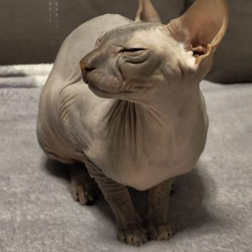 Канадский сфинкс котёнок