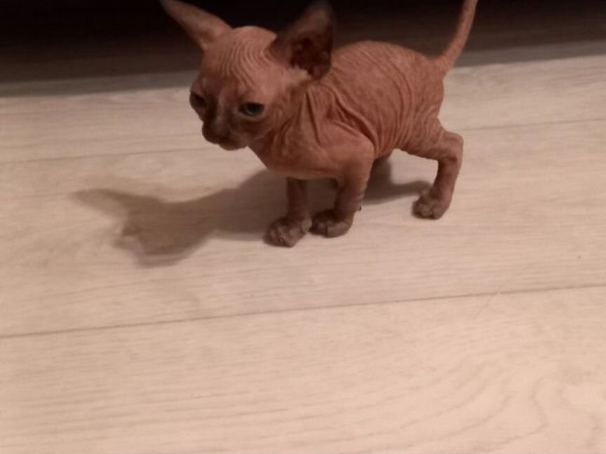 Канадский сфинкс котенок 2 девочки