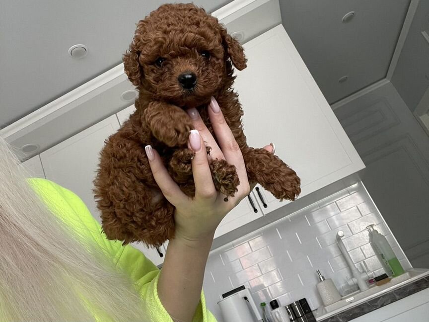 Ультра яркий той пудель мальчик