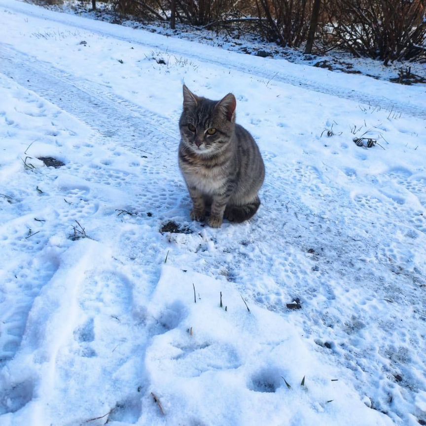 Котенок полосаиый 4 мес ищет дом