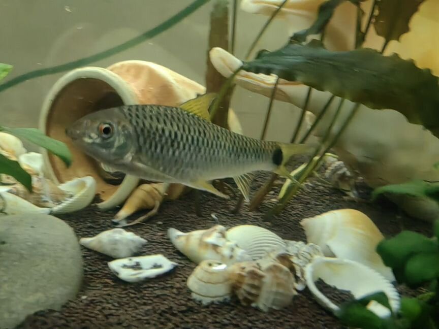 Кроссохейл сетчатый