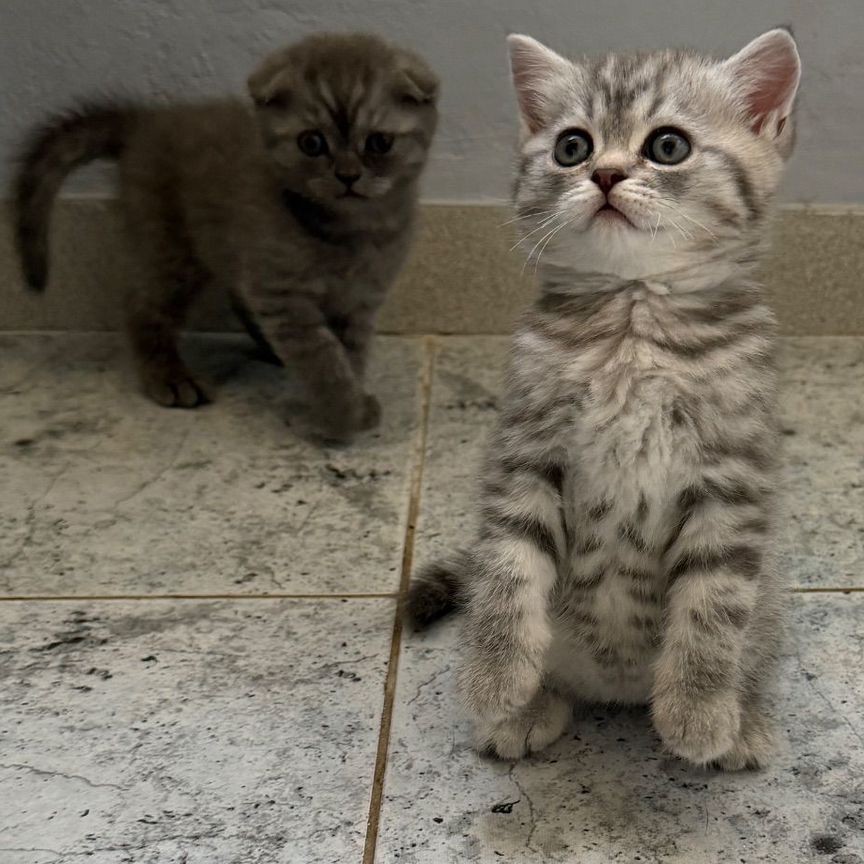 Шотландский прямоухий короткошёрстный котёнок