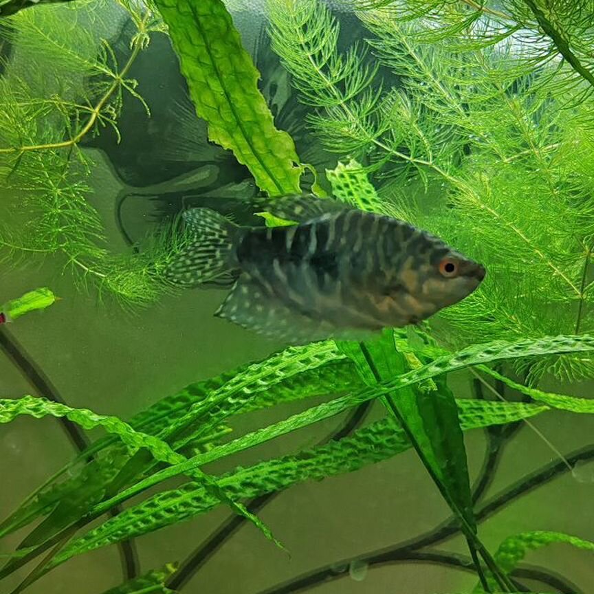 Аквариумные рыбки