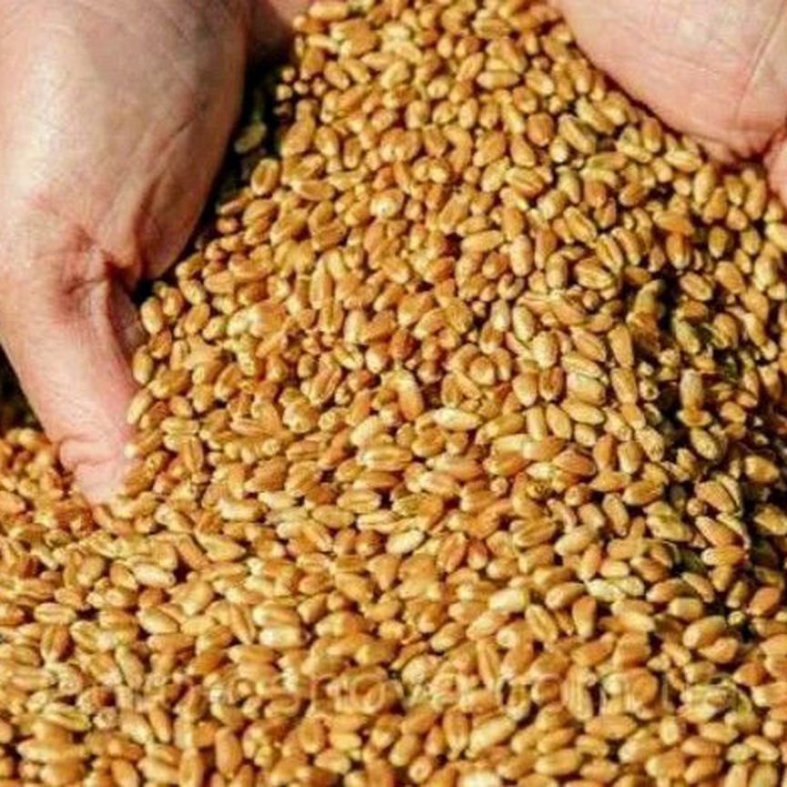 Зерно пшеница, ячмень