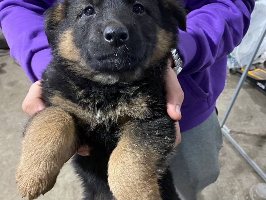 Щенки полукровки с немцем