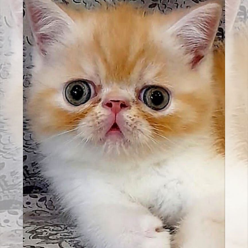 Котик экзотик