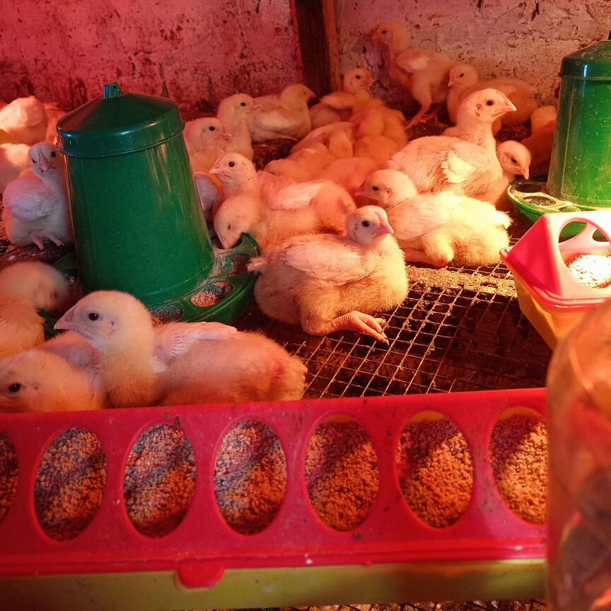 Продажа цыплят бройлеров