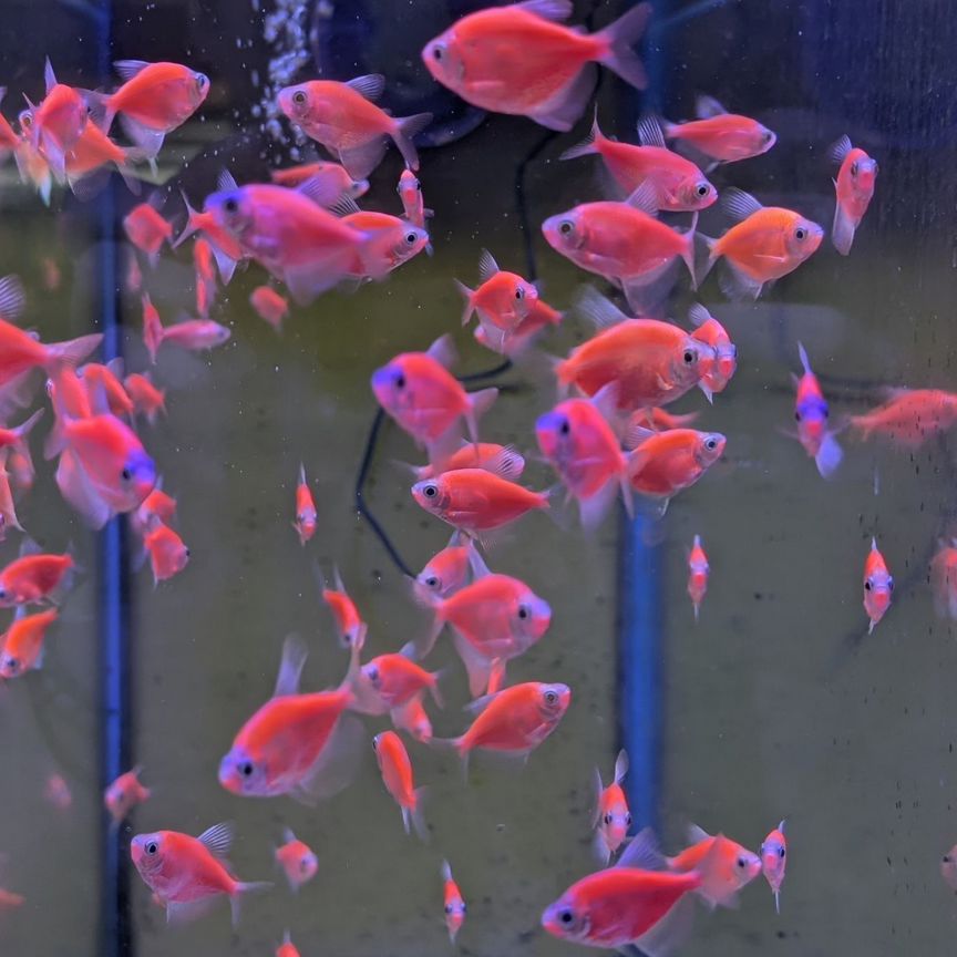 Рыбки тернеции в ассортименте м. Новые Черёмушки