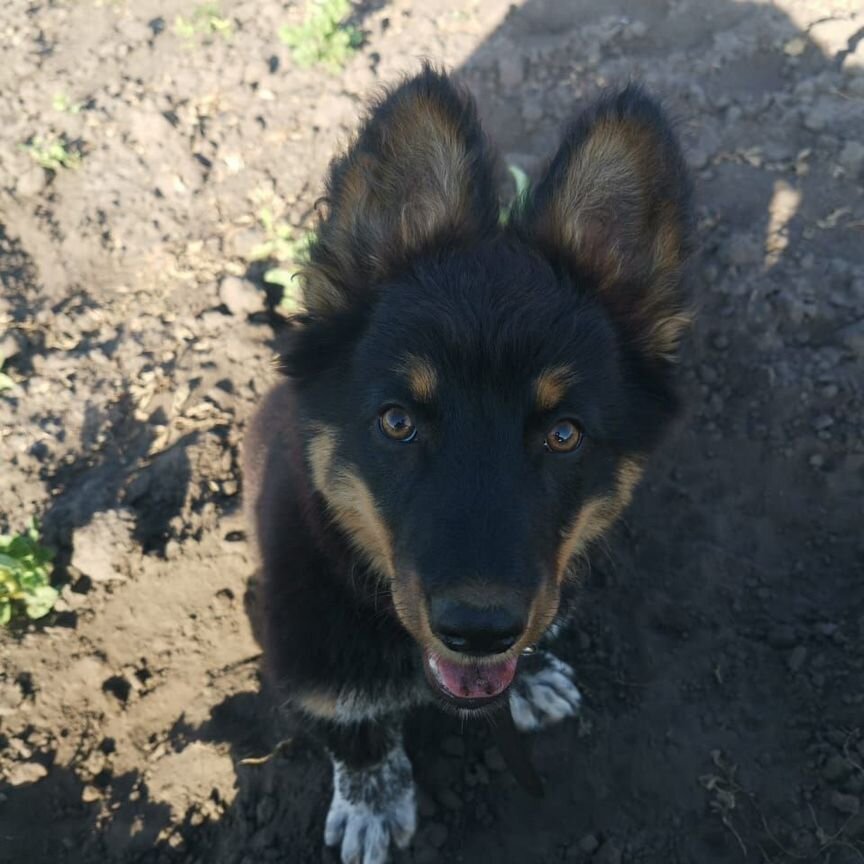 Метис овчарки и дворняжки