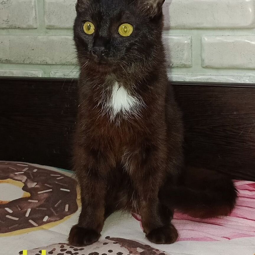 Пантер Челентано ищет дом